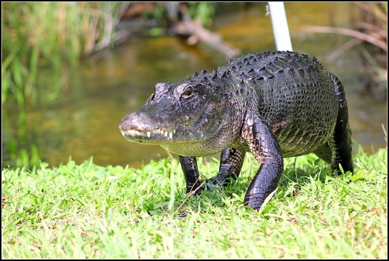 Quirky nature question: If an alligator can live 3 years without eating ...