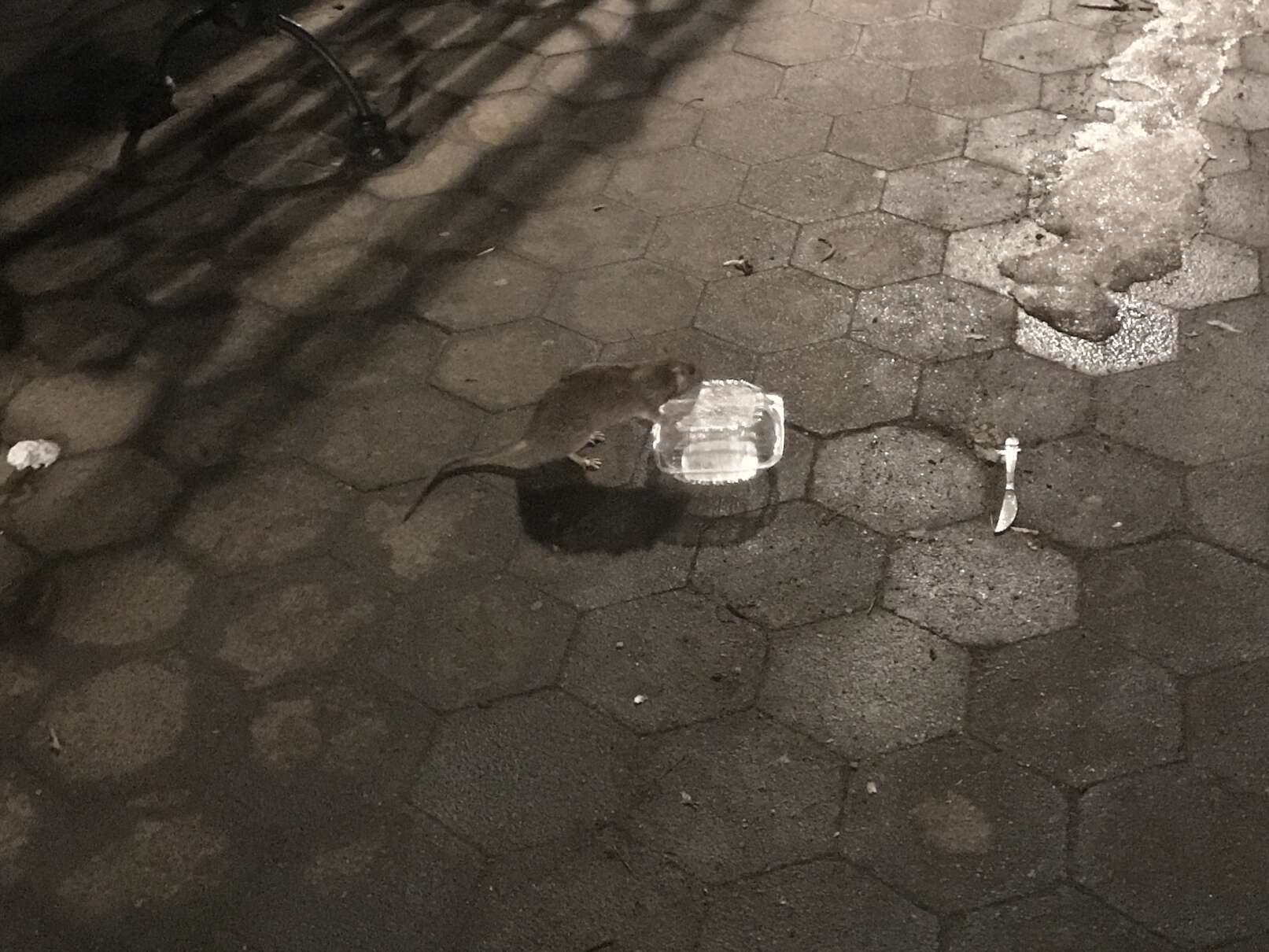 A rat and plastic in Washington Square Park, of the many due to garbage ...